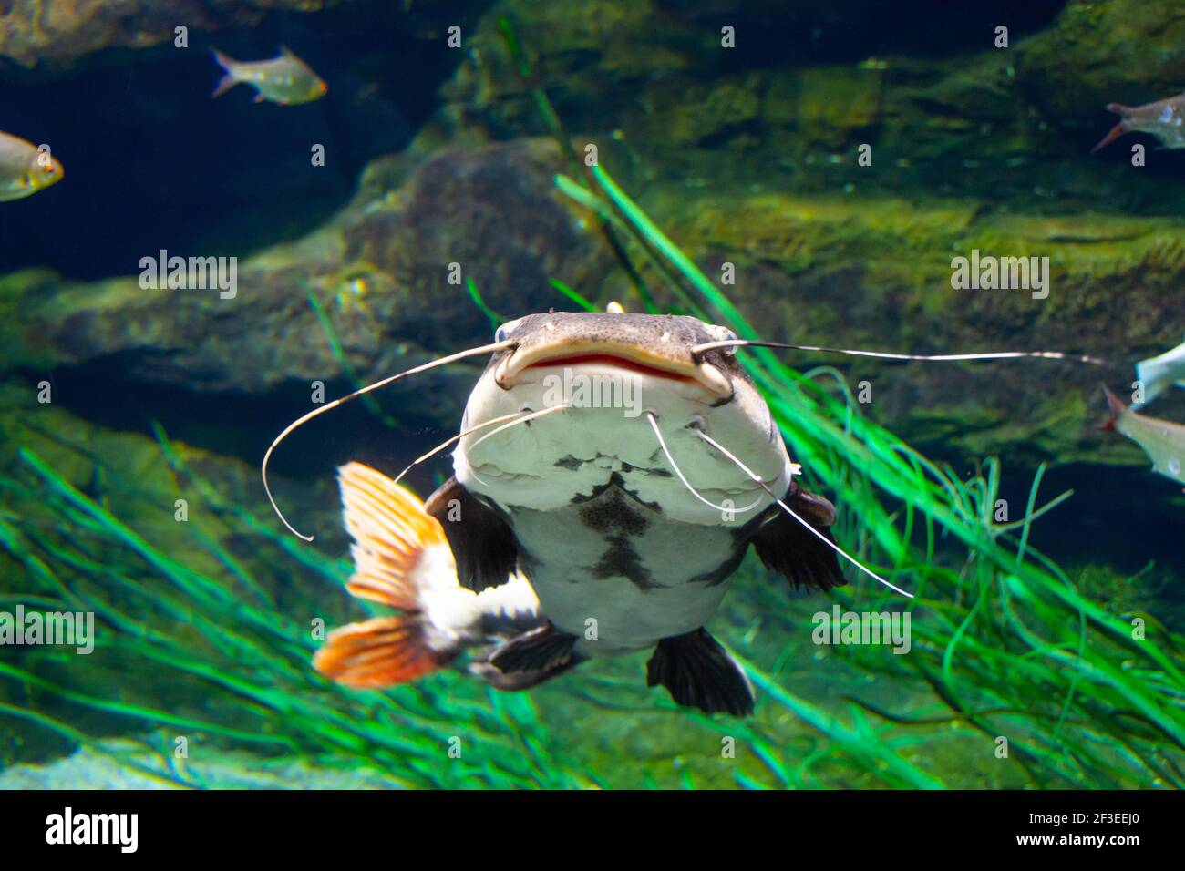 Catfish swim in water hi-res stock photography and images - Alamy