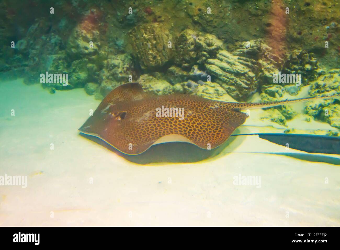 Deep sea tiger swimming underwater hi-res stock photography and images ...