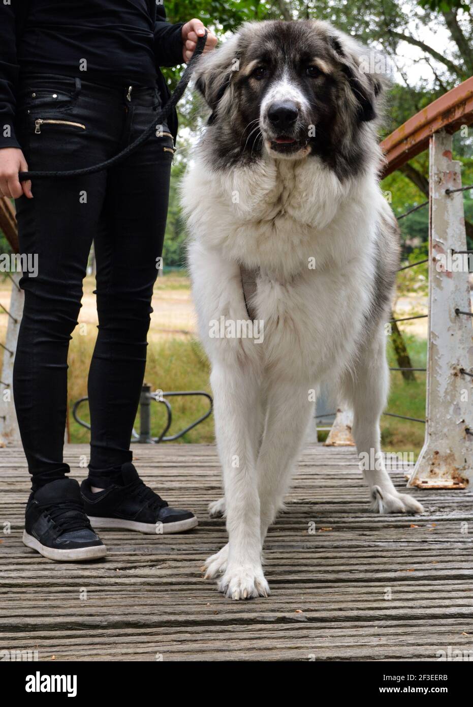 Guardian sheepdog hi-res stock photography and images - Alamy