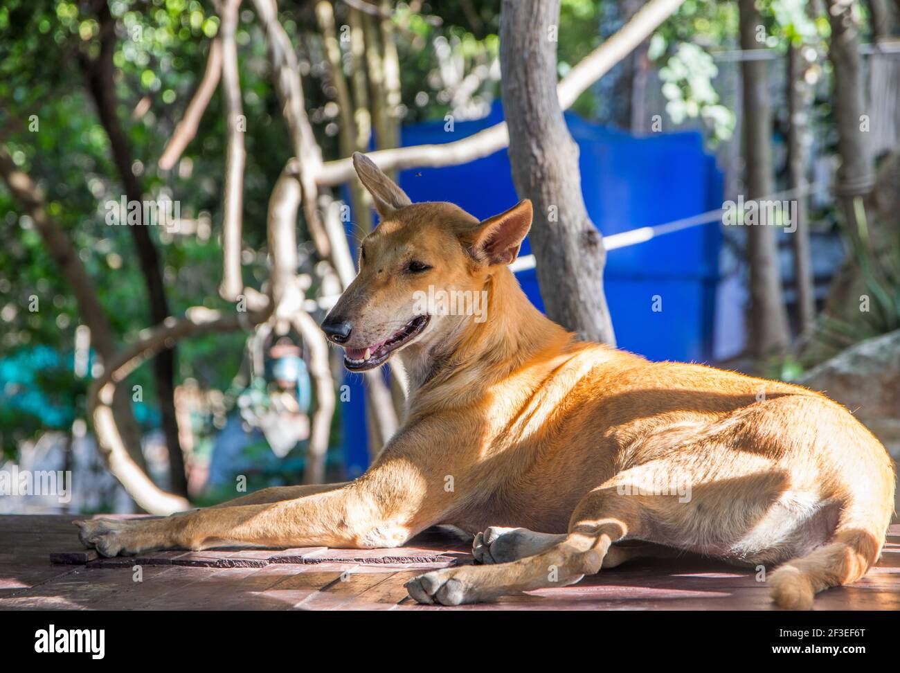A closeup of a dingo lying on the ground, outdoors during daylight ...