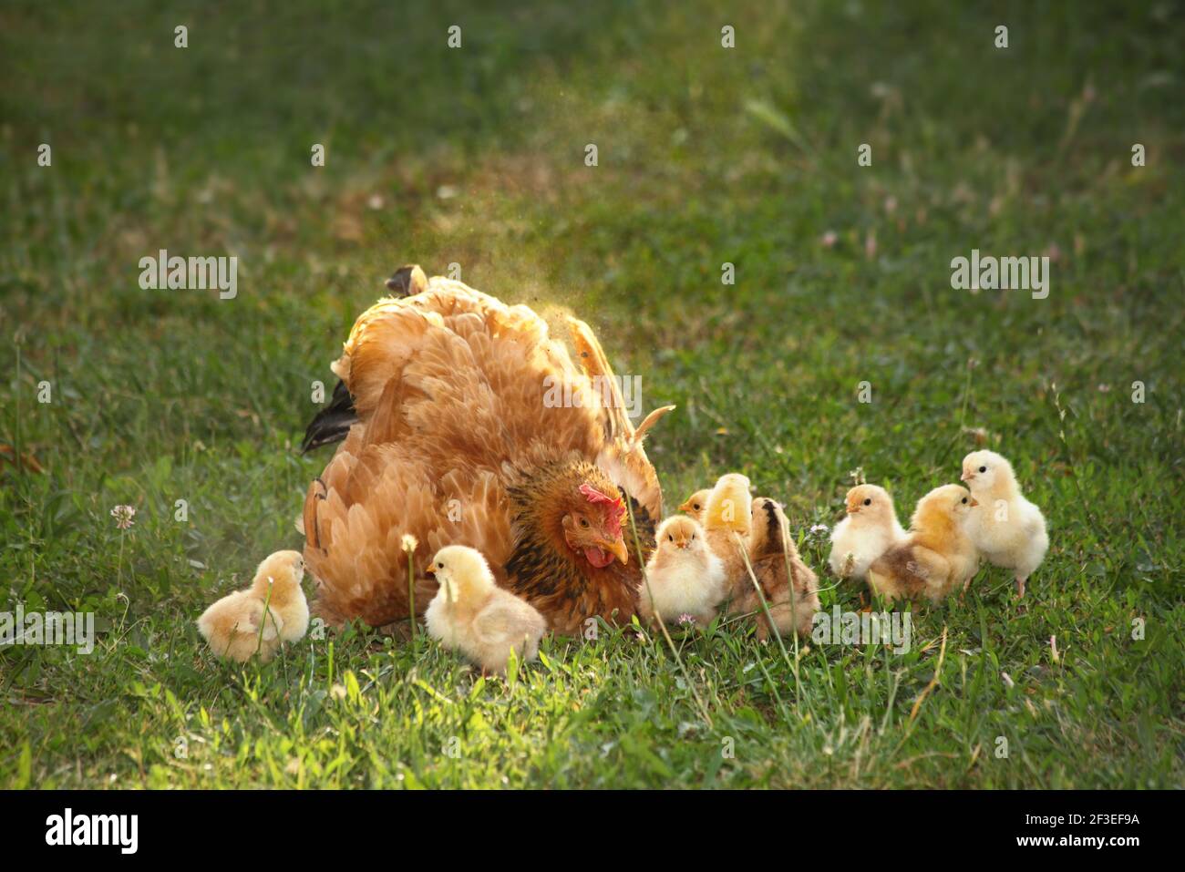 Hen and chickens in a rural yard. Scratching hen in the grass. Chickens ...