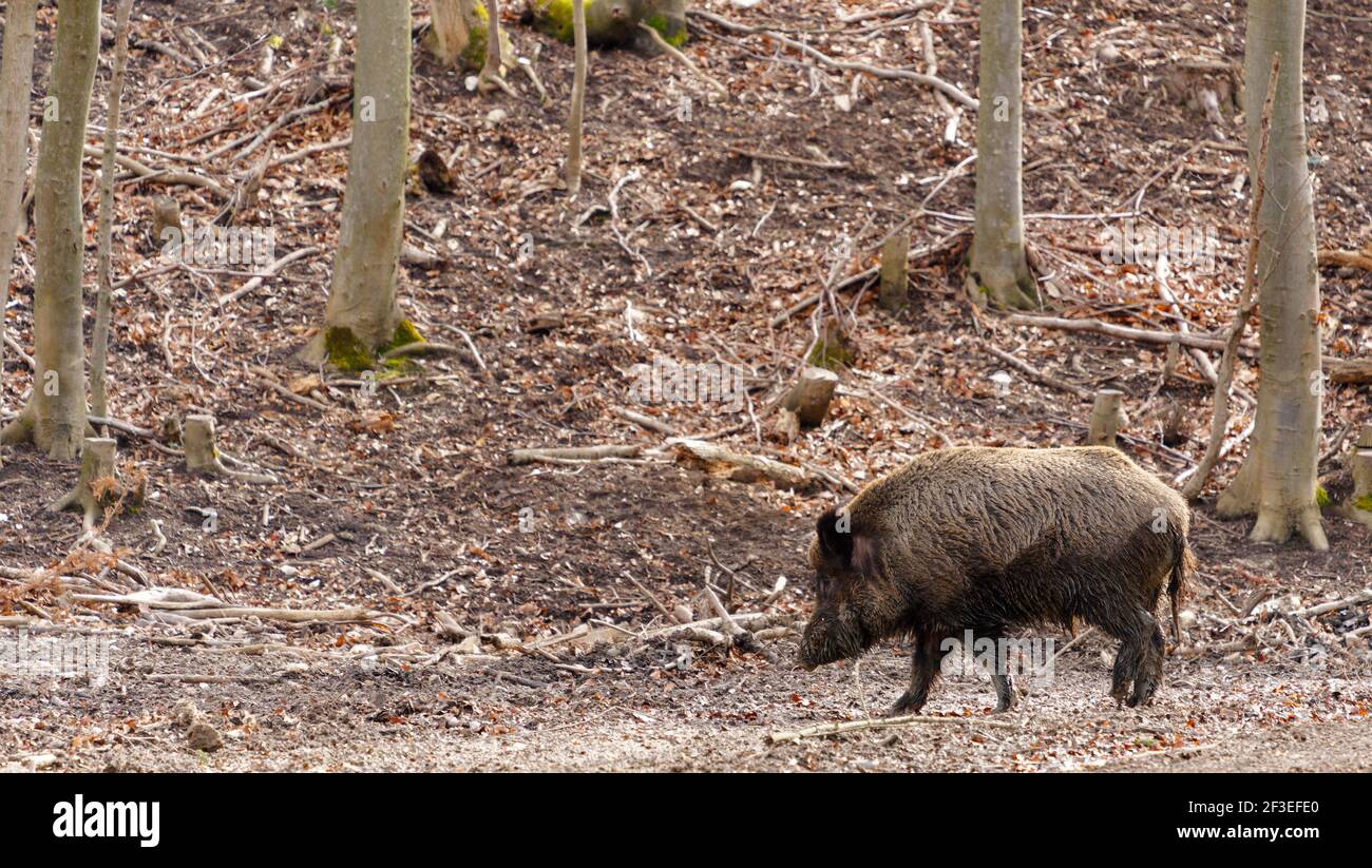 European boar hi-res stock photography and images - Alamy