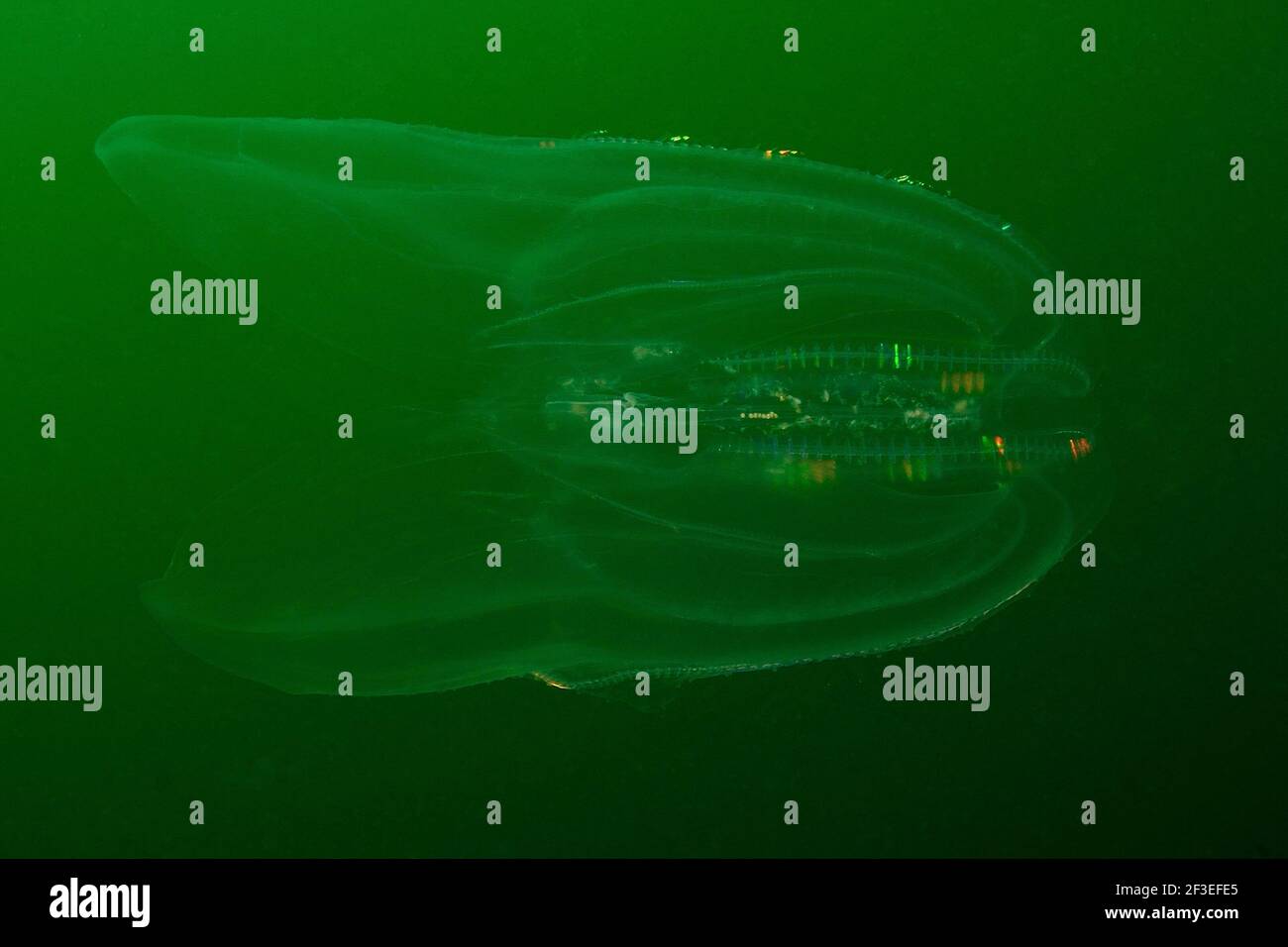 Rippenquallen hi-res stock photography and images - Alamy