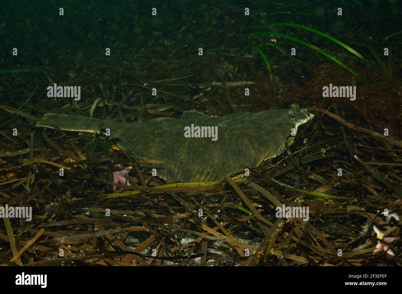 Platichthys flesus, european flounder, Flunder, Eckernförde ...