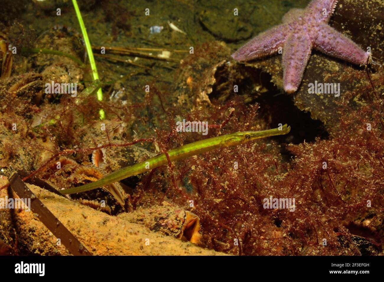 Common pipefish syngnathidae hi-res stock photography and images - Alamy