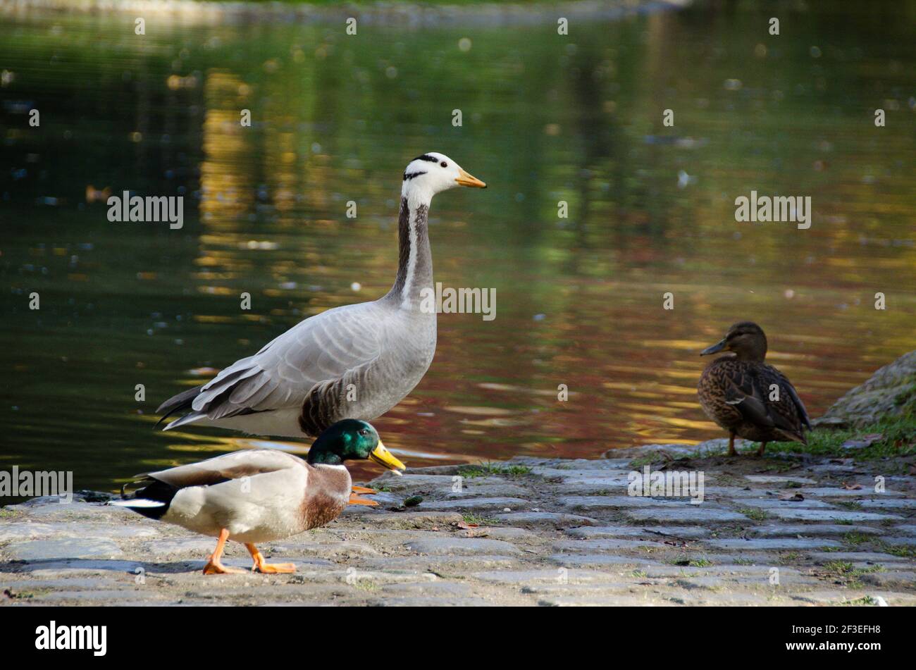 English duck hi-res stock photography and images - Alamy