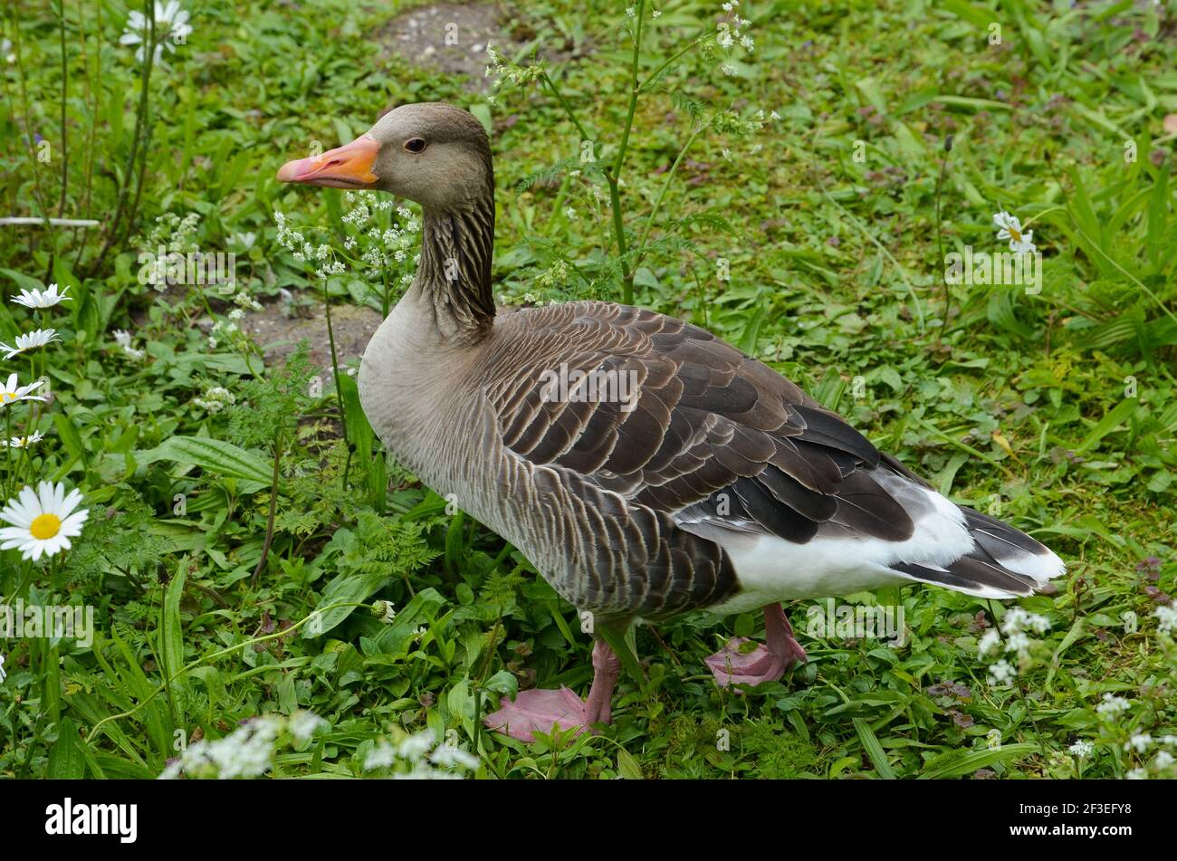 English duck hi-res stock photography and images - Alamy