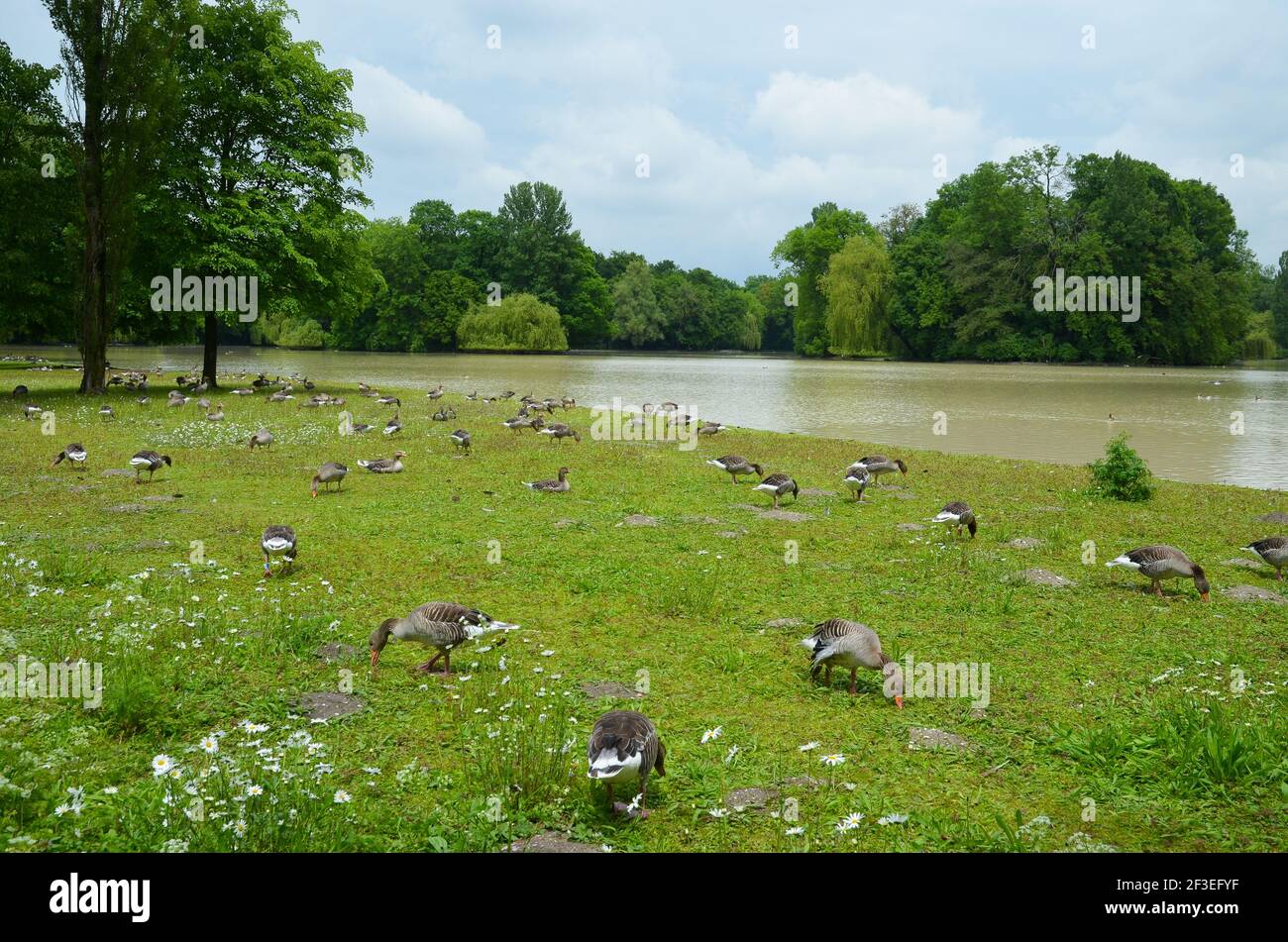 English duck hi-res stock photography and images - Alamy