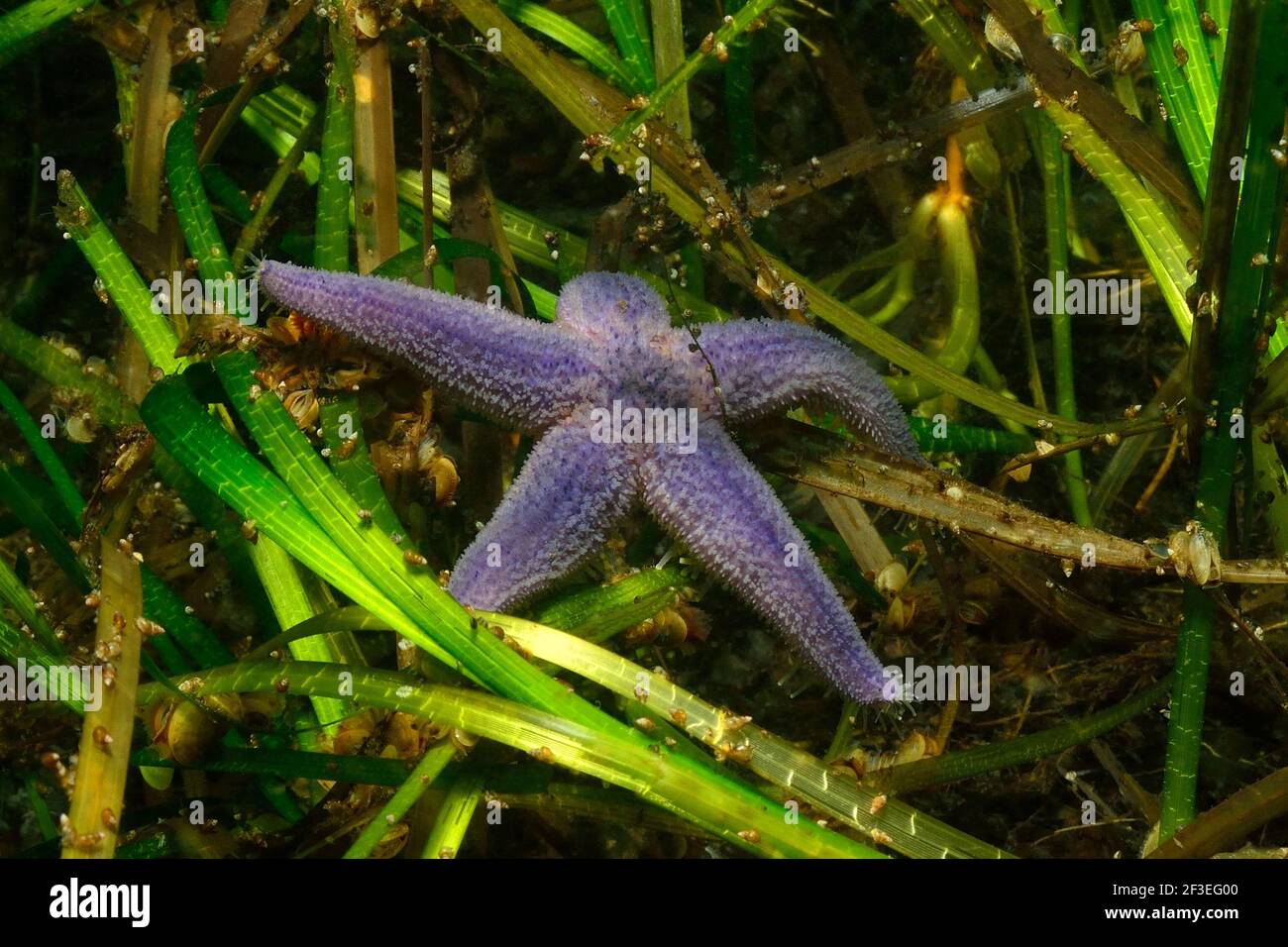Asterias rubens, Gemeiner Seestern, common starfish, Eckernförde ...