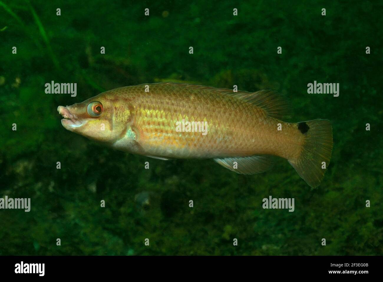 Goldsinny wrasse hi-res stock photography and images - Alamy
