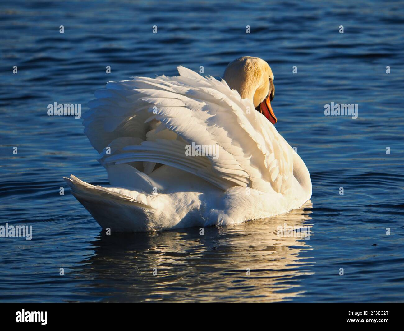 Serenity of a single swan hi-res stock photography and images - Alamy