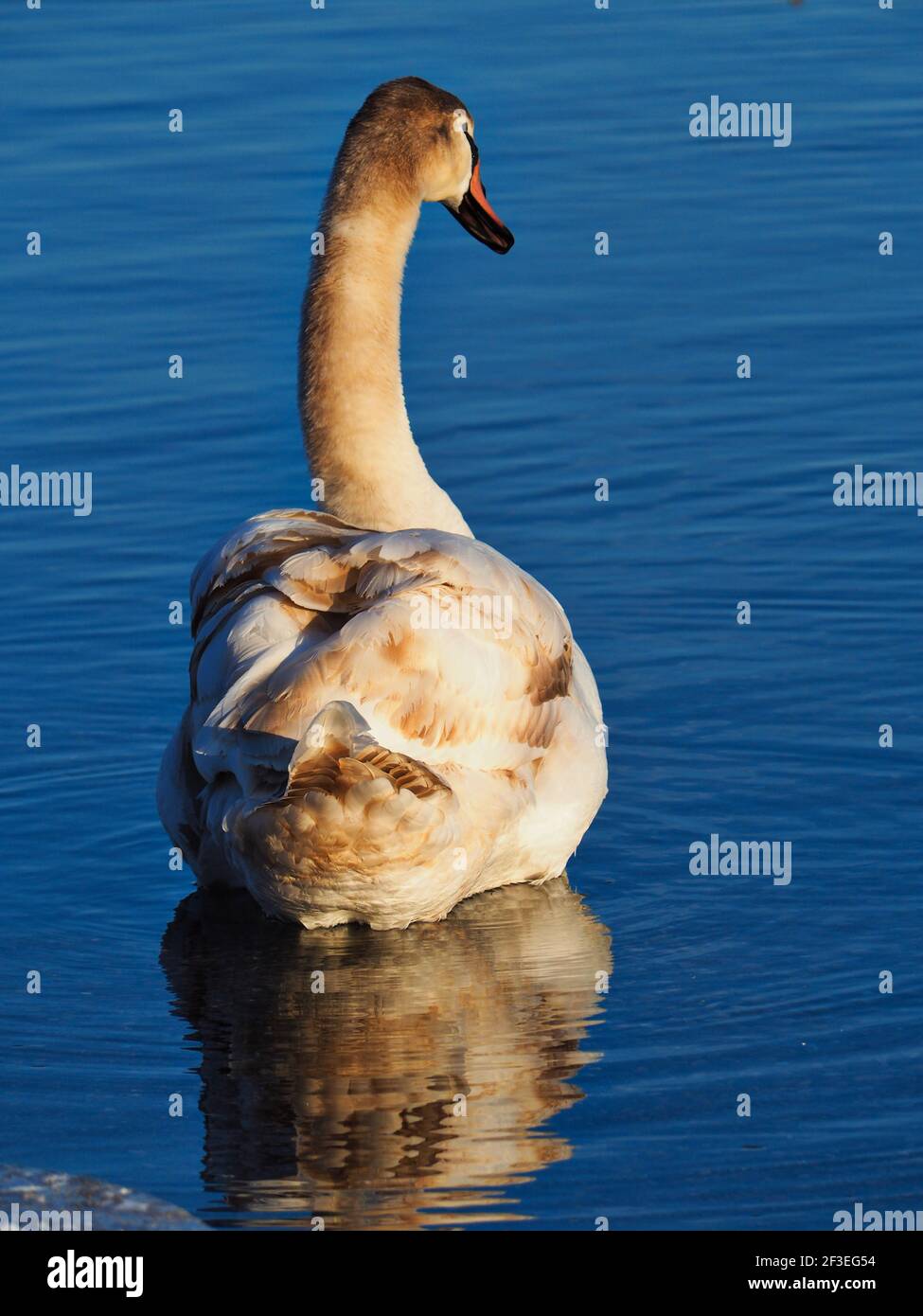 Serenity of a single swan hi-res stock photography and images - Alamy