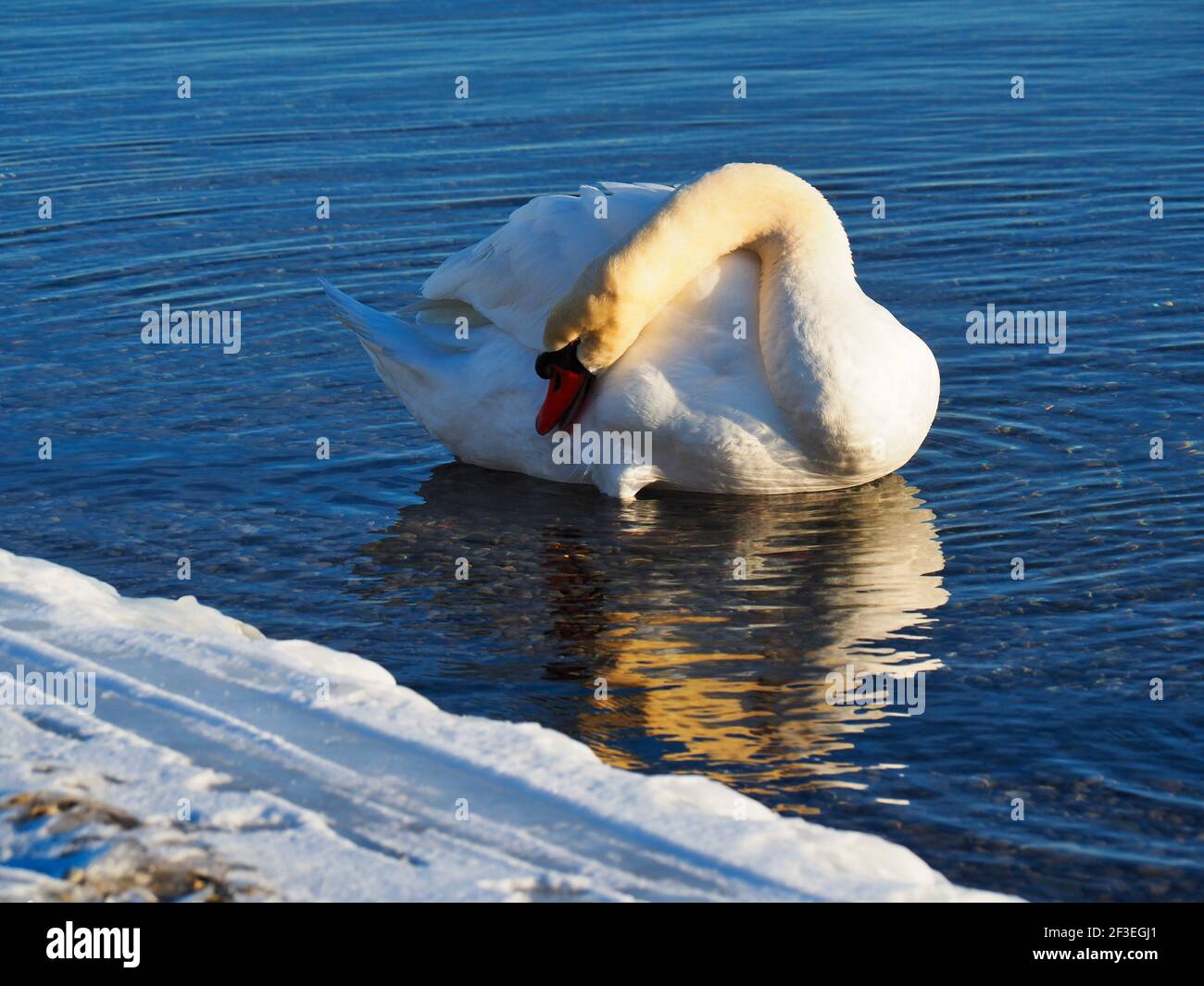 Serenity of a single swan hi-res stock photography and images - Alamy