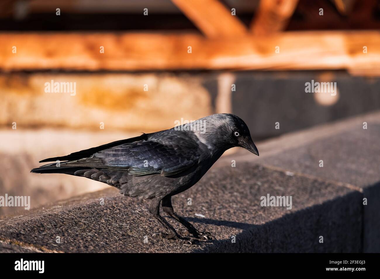 Crow ledge hi-res stock photography and images - Alamy