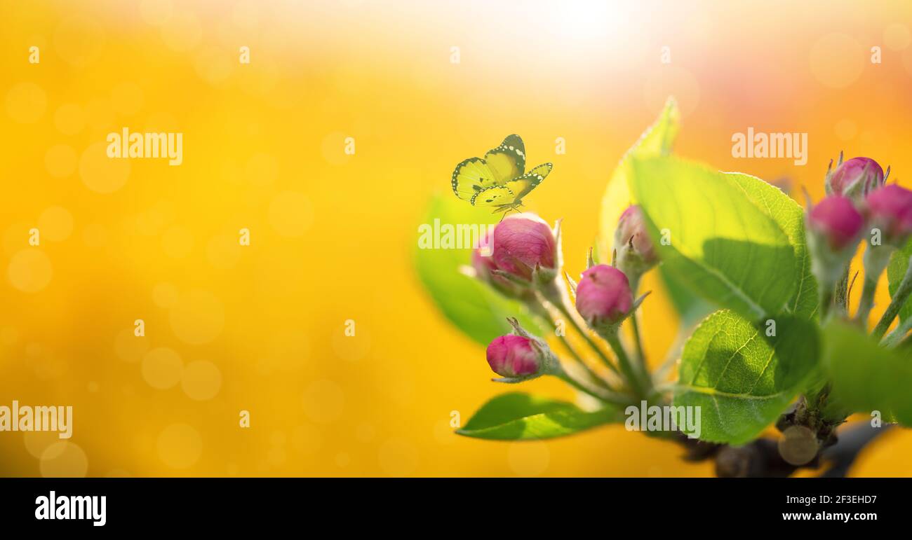 Spring natural background blossoming hi-res stock photography and ...