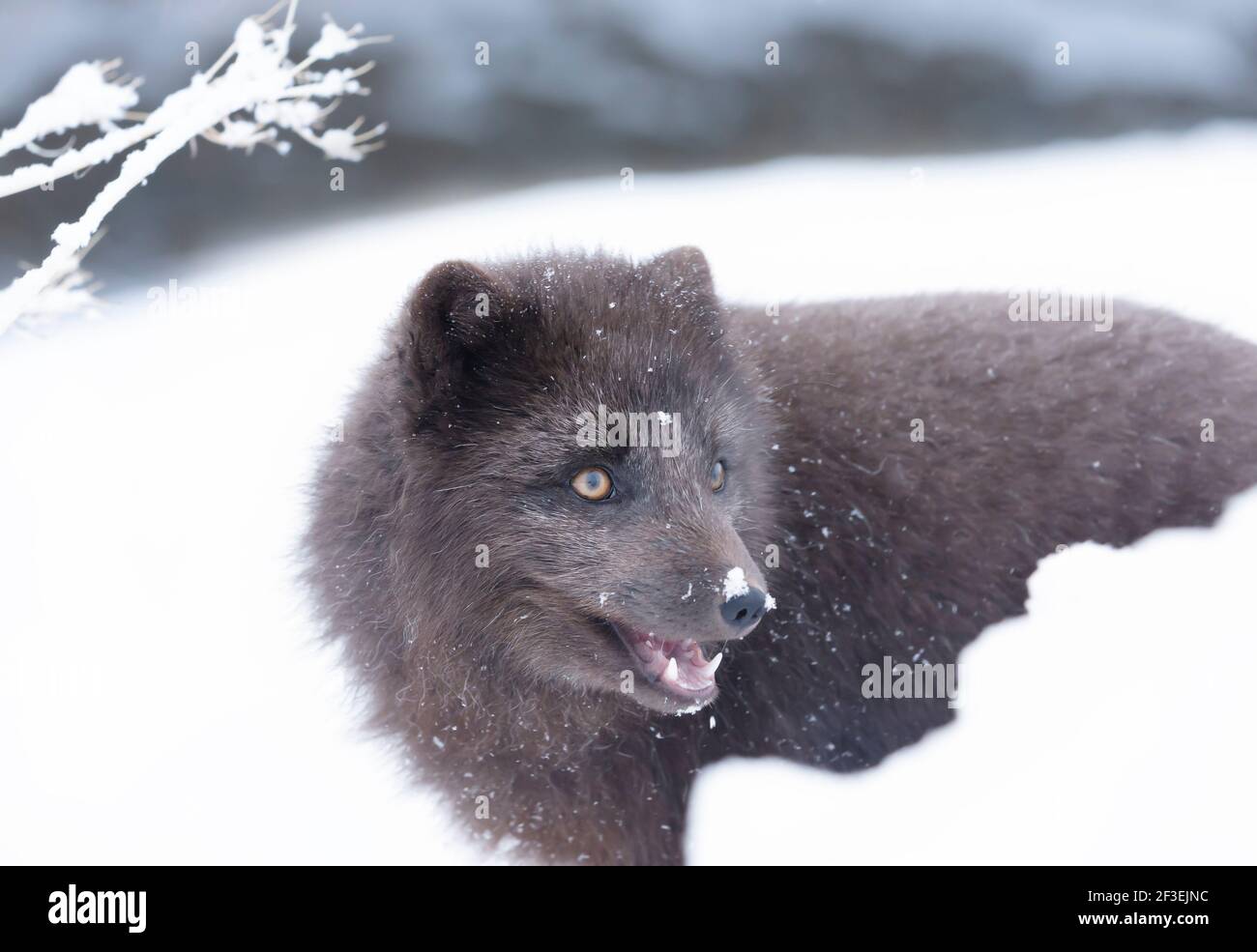 Arctic fox habitat hi-res stock photography and images - Alamy