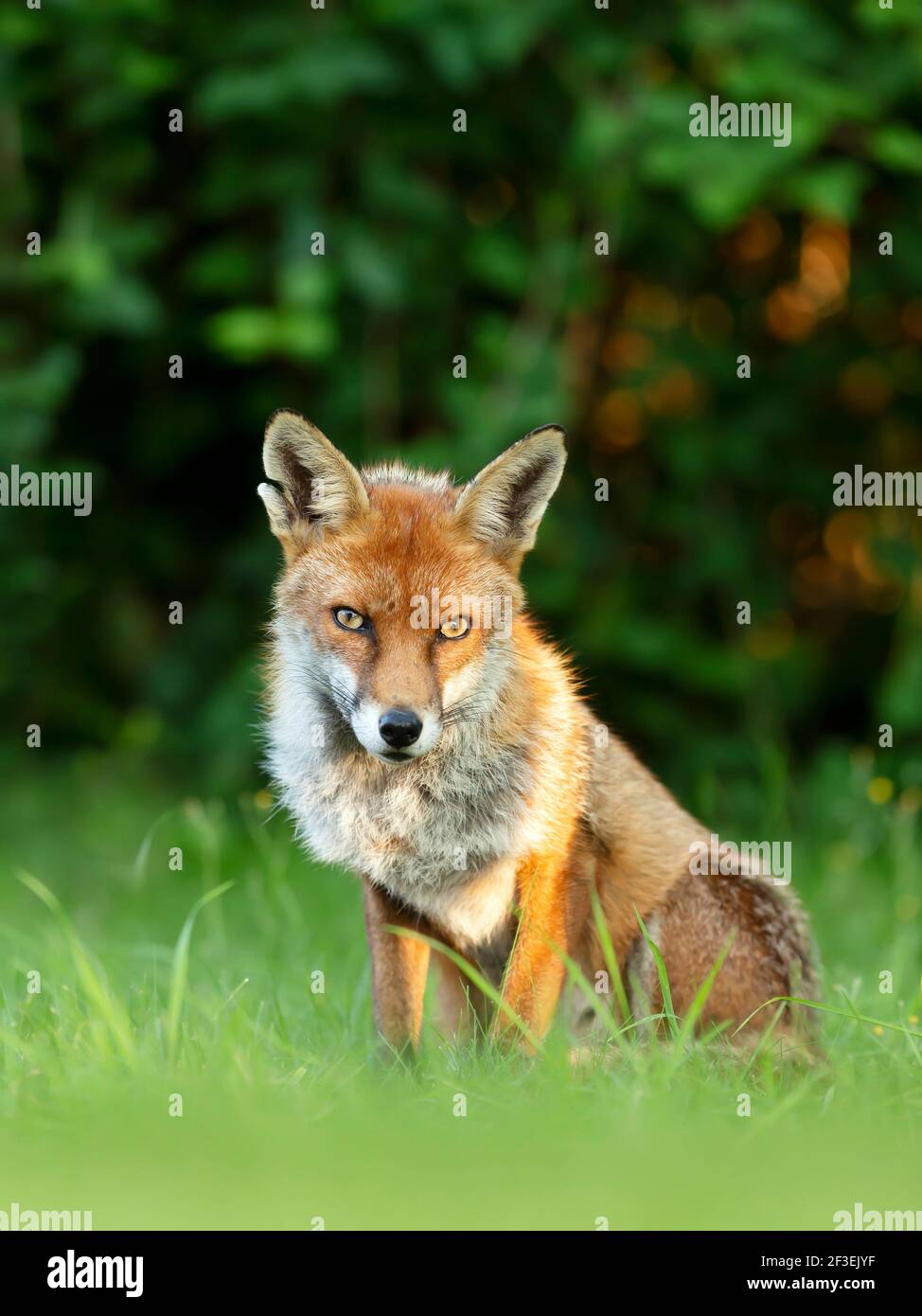 Fox uk countryside hi-res stock photography and images - Alamy