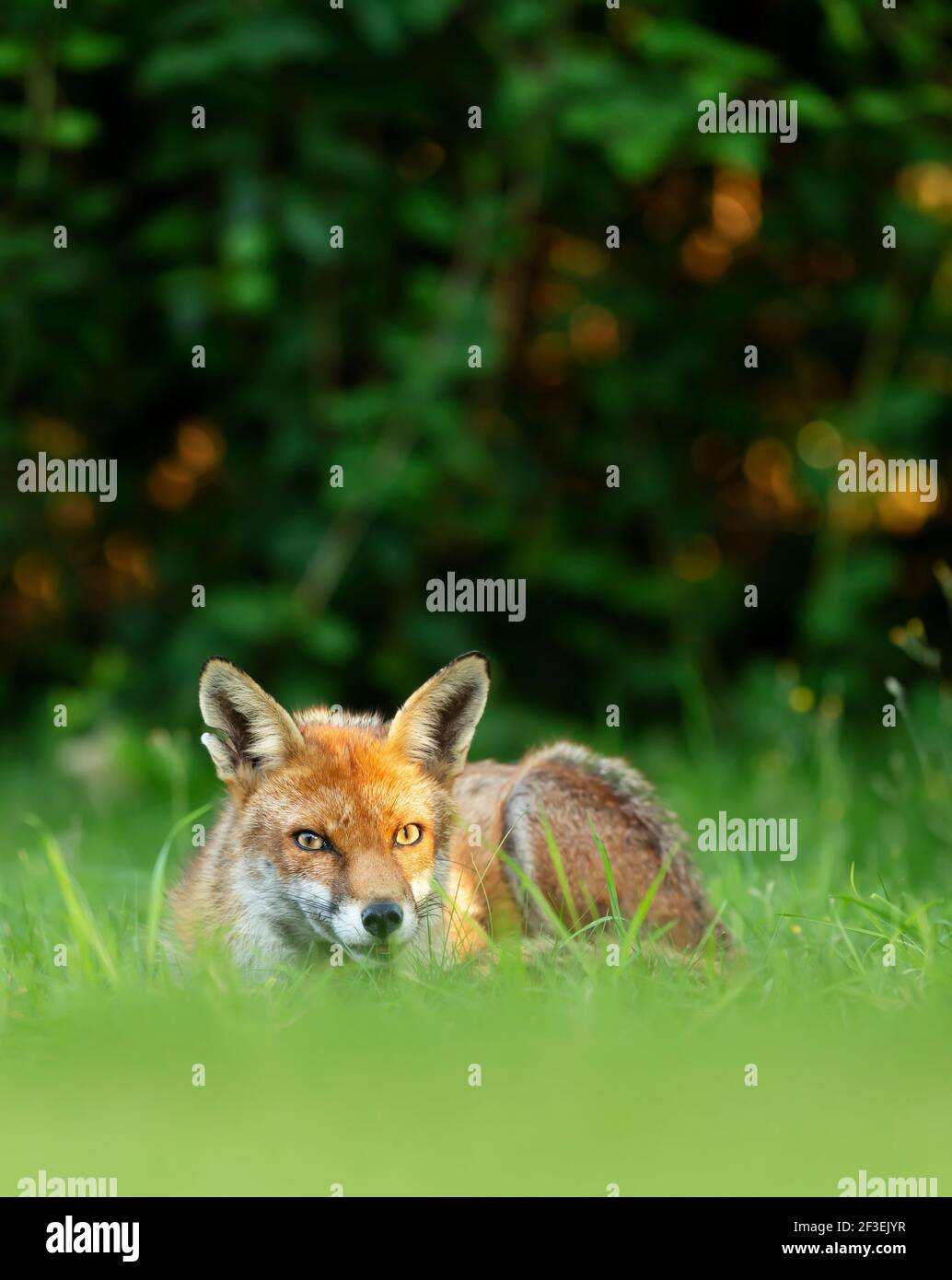 Close up of a Red fox (Vulpes vulpes) lying on grass, England, UK Stock ...