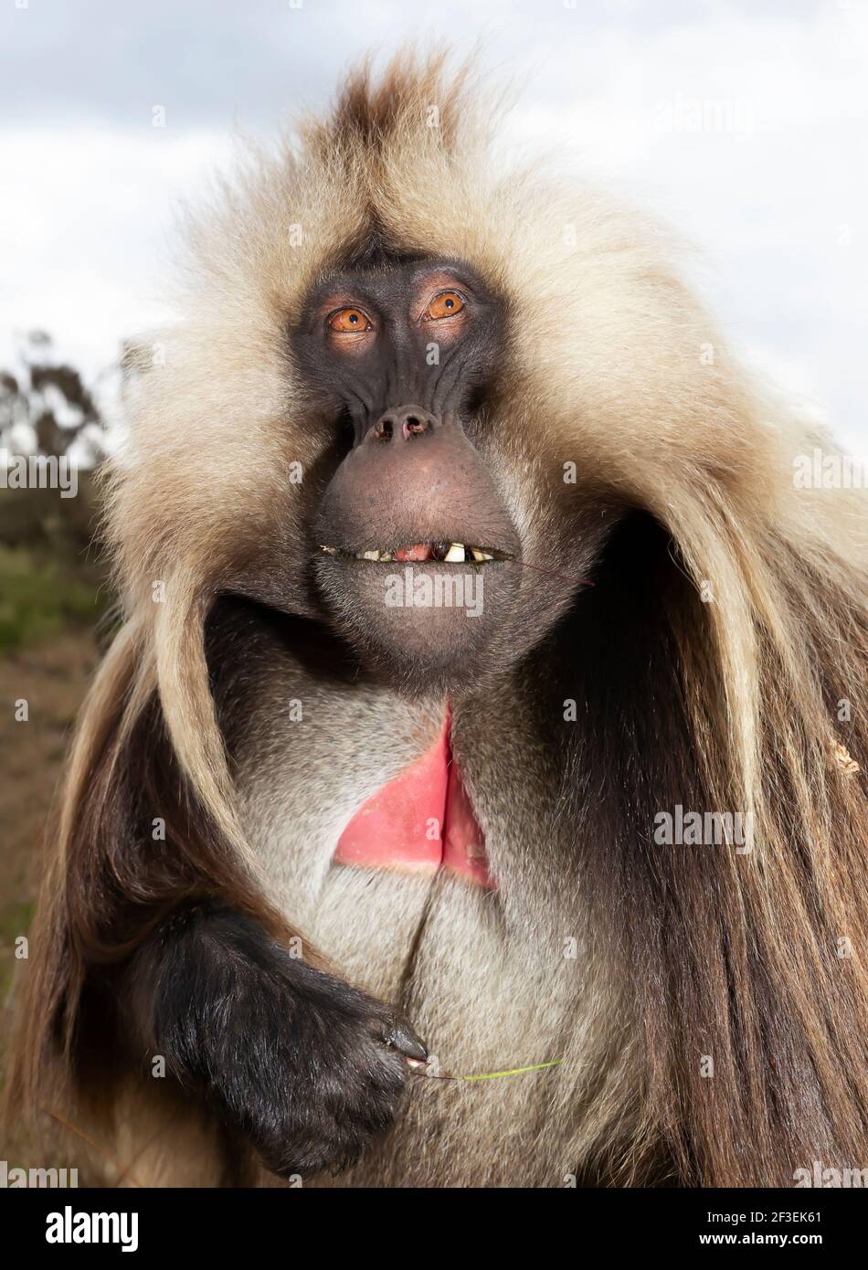 Impressive portrait of a rare Gelada monkey (Theropithecus gelada) in ...