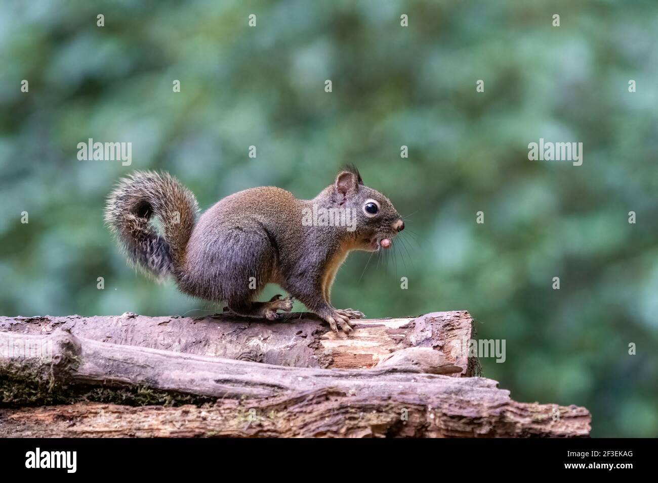 Surprised squirrel hi-res stock photography and images - Alamy