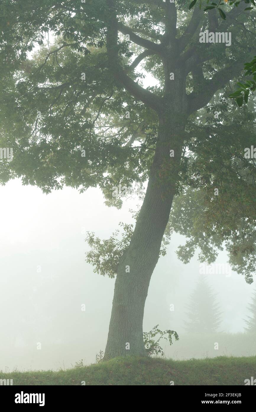 Oak tree in heavy fog with green foliage in early autumn. Calvados ...