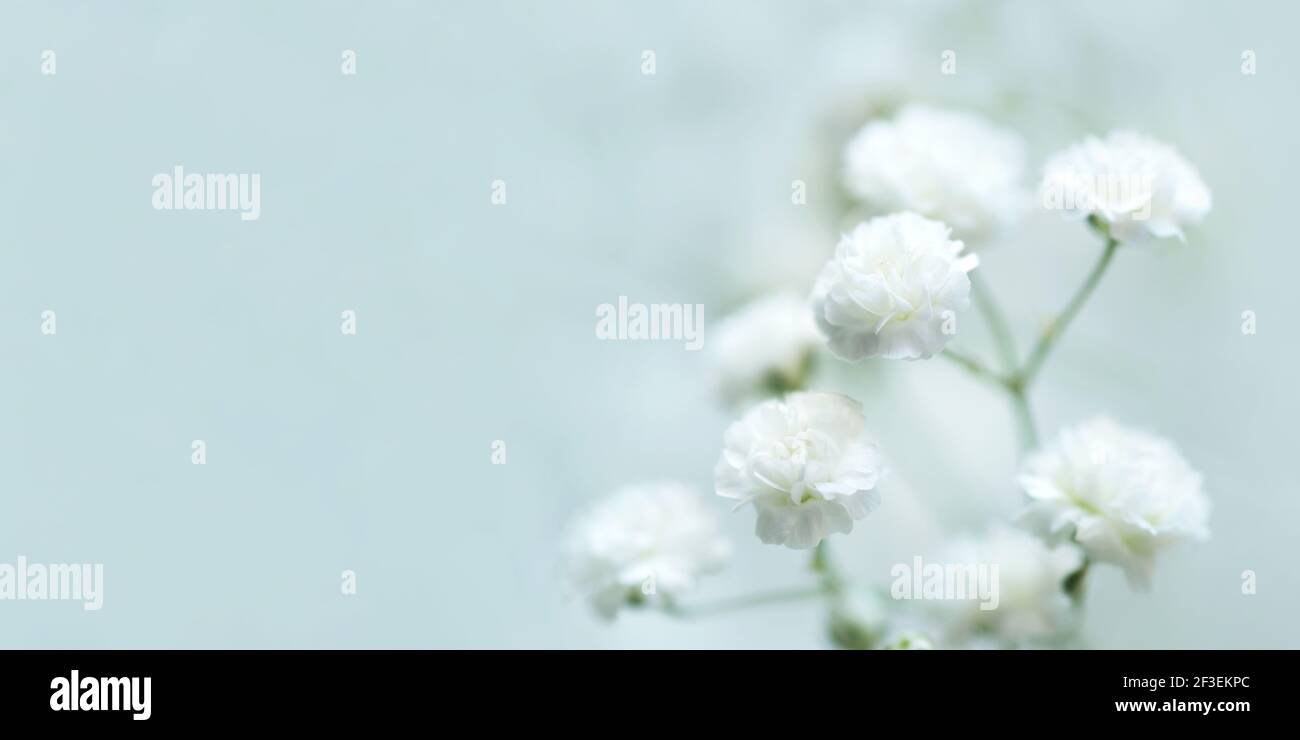 White flowers of the gypsophila. Gentle spring background Stock Photo ...