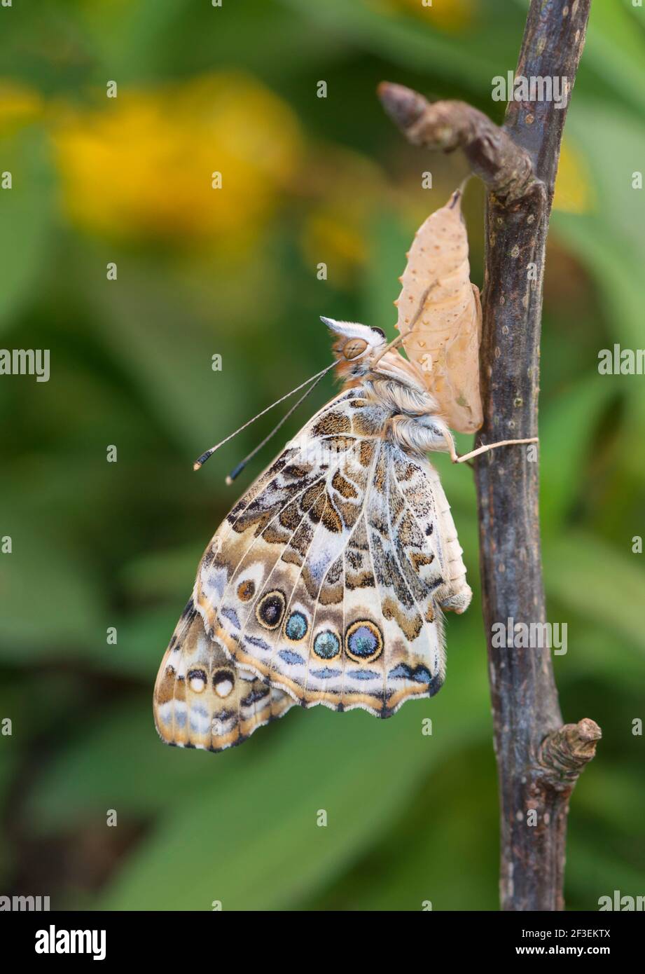 Painted Lady Butterfly