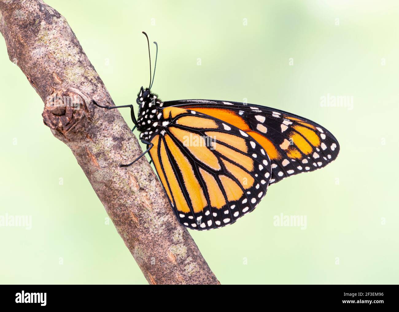 Macro side view of a Monarch butterfly / danaus plexippus - on a ...