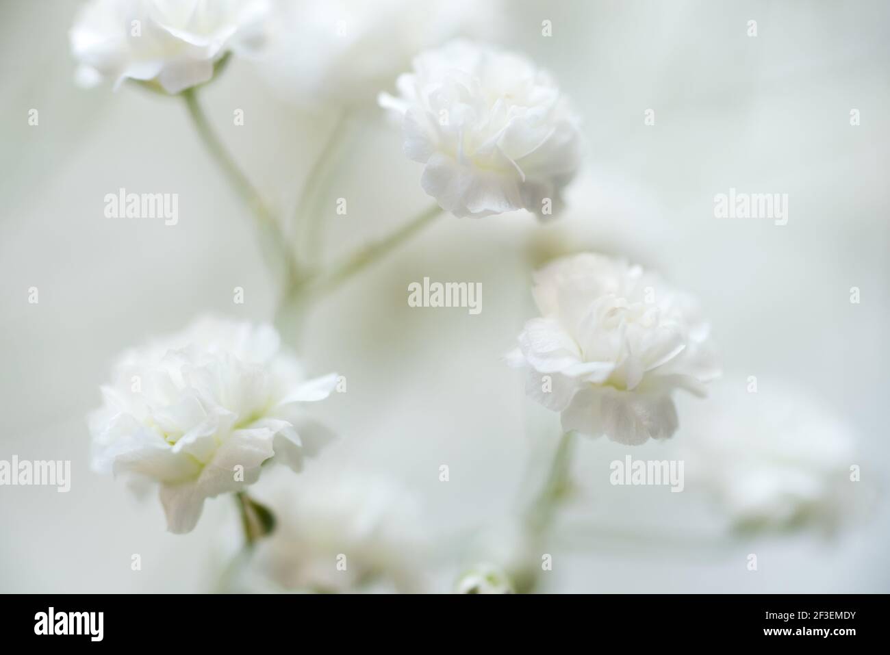 White flowers of the gypsophila. Gentle spring background Stock Photo ...