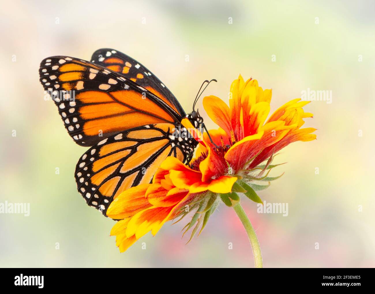 Macro of a monarch butterfly / danaus plexippus on a blanket flower ...