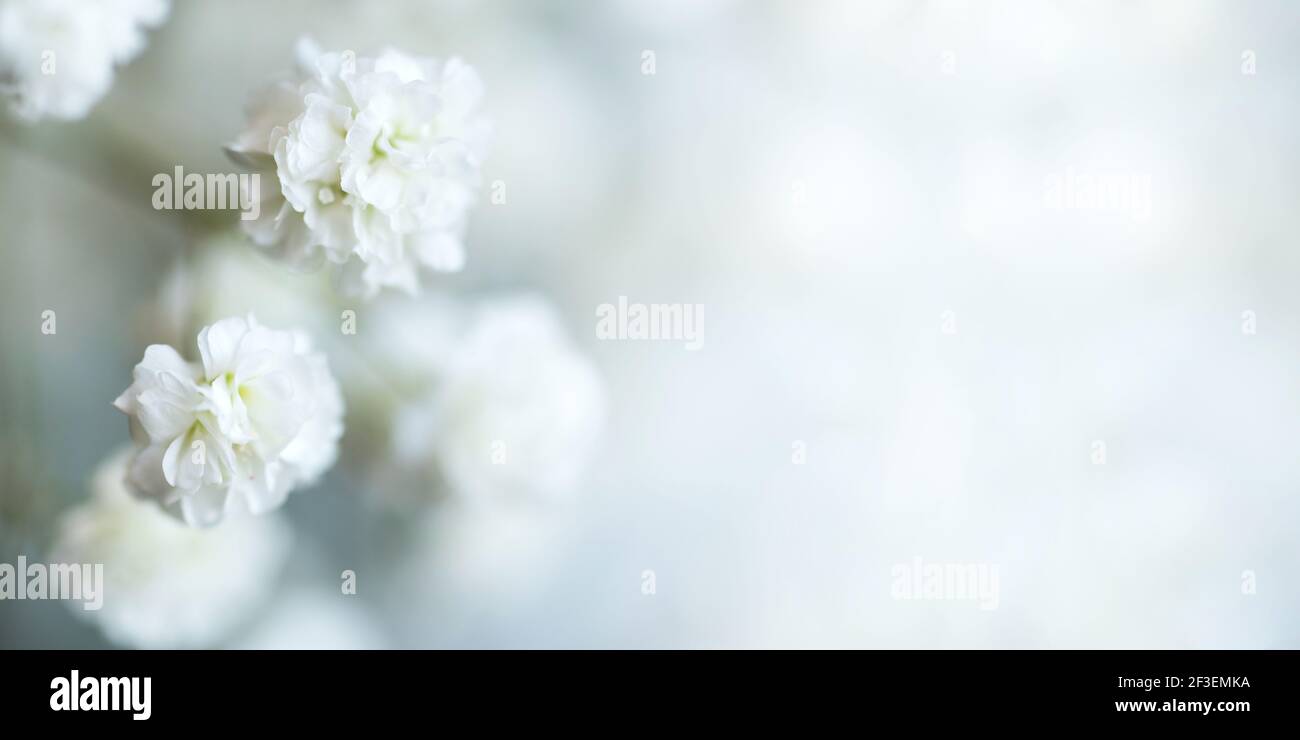 White flowers of the gypsophila. Gentle spring background Stock Photo ...