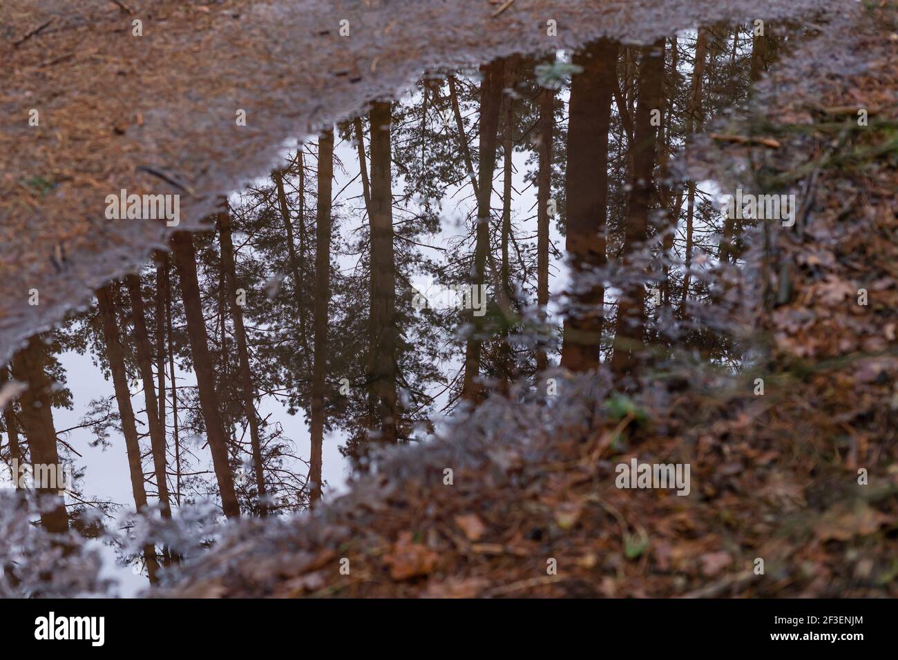 Reflection of pine trees in a puddle in the forest Stock Photo - Alamy