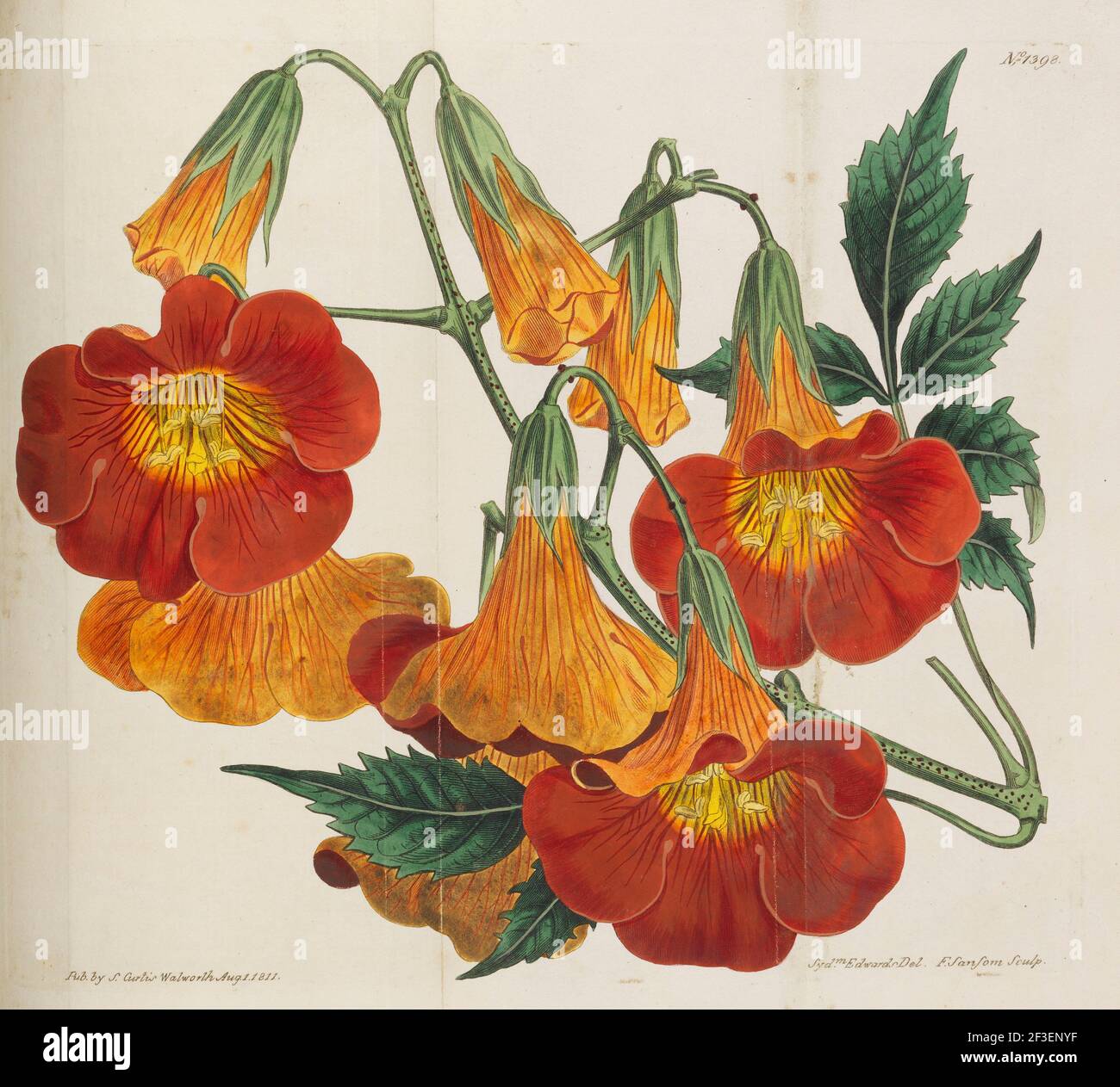 Botanical Magazine, 1787-1833. Private Collection Stock Photo - Alamy