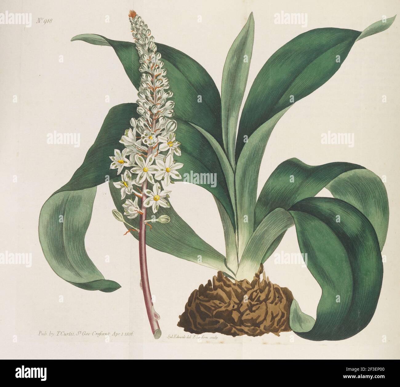 Botanical Magazine, 1787-1833. Private Collection Stock Photo - Alamy