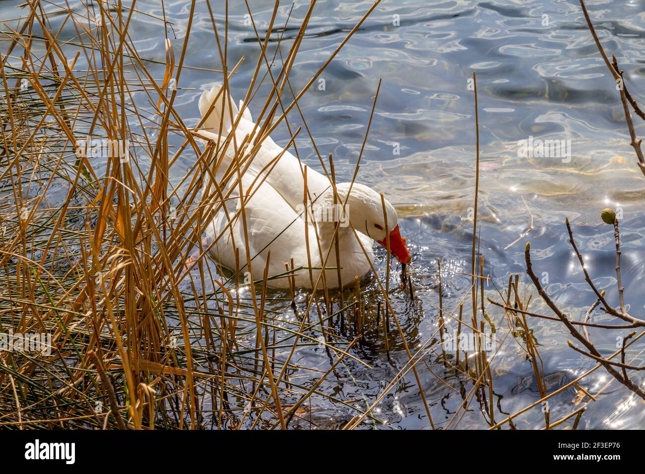 Lake goose hi-res stock photography and images - Alamy
