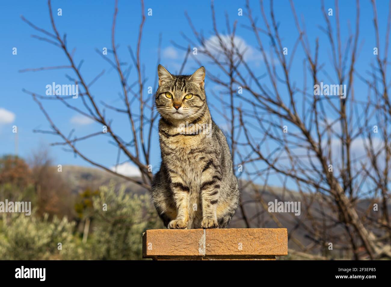 Brindle cat hi-res stock photography and images - Alamy