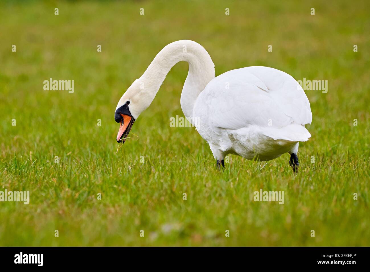 Swans eating underwater hi-res stock photography and images - Alamy