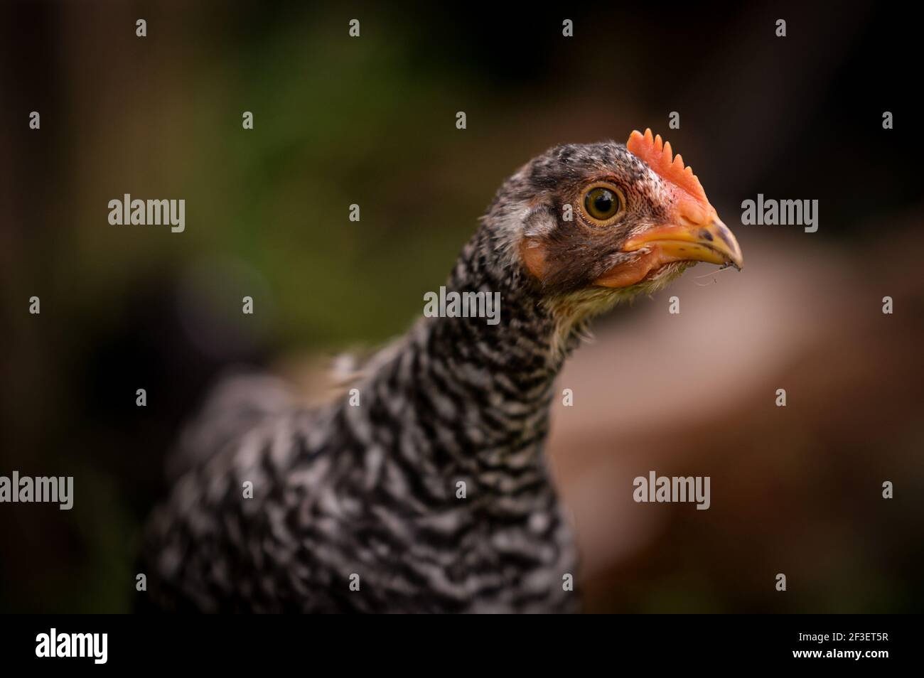 Amrock hi-res stock photography and images - Alamy