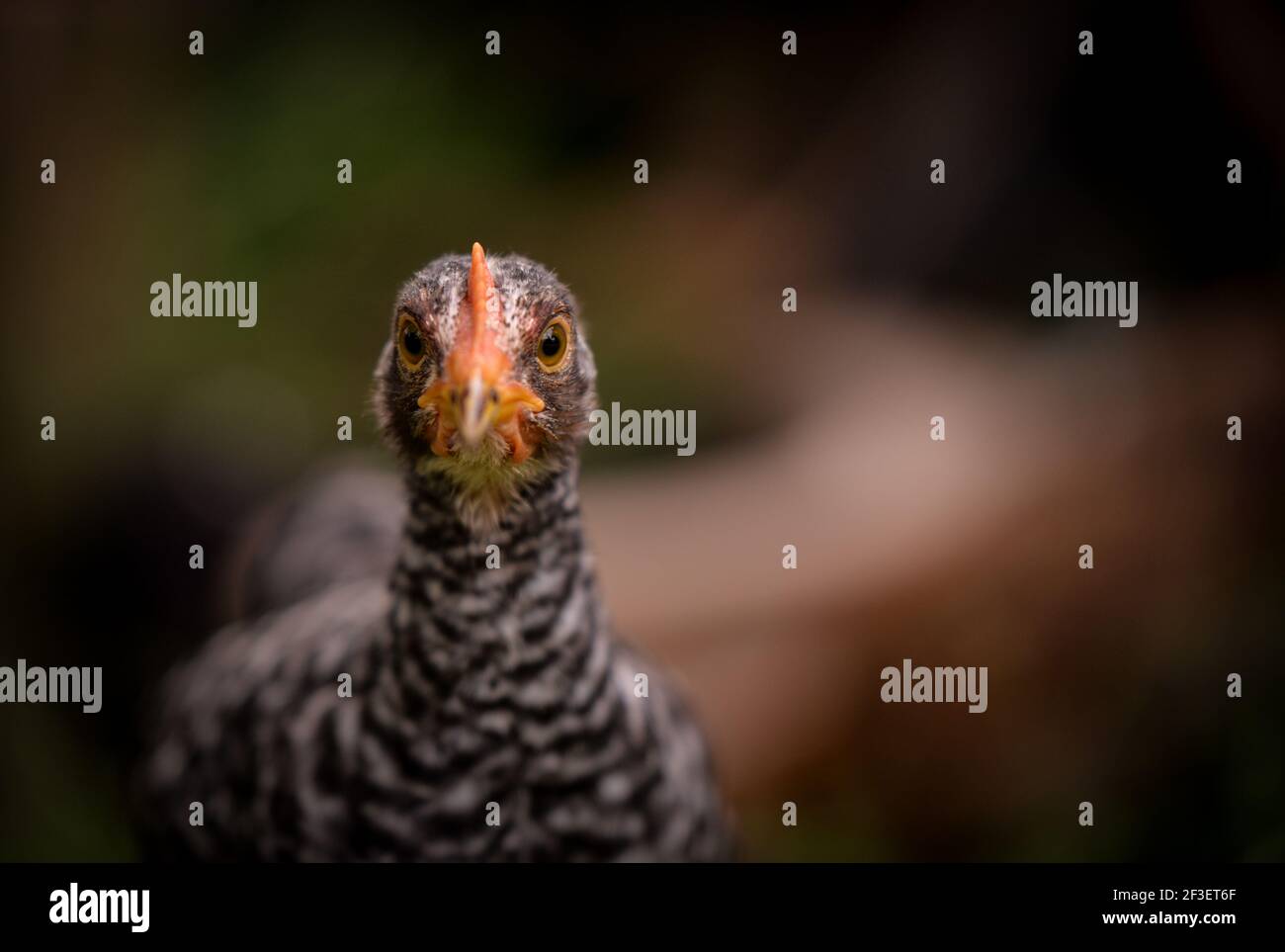Amrock Chicken High Resolution Stock Photography and Images - Alamy