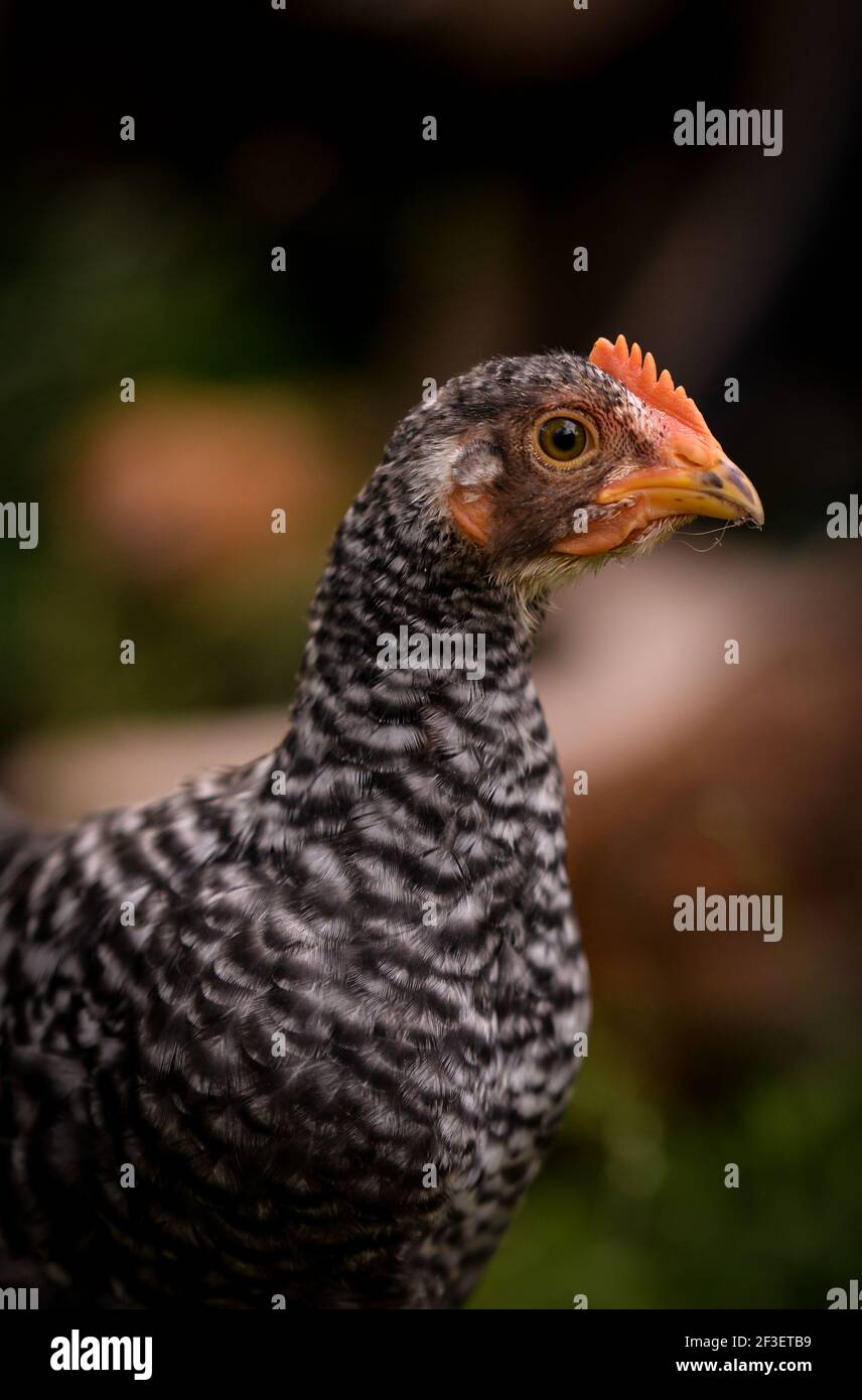 Amrock hi-res stock photography and images - Alamy