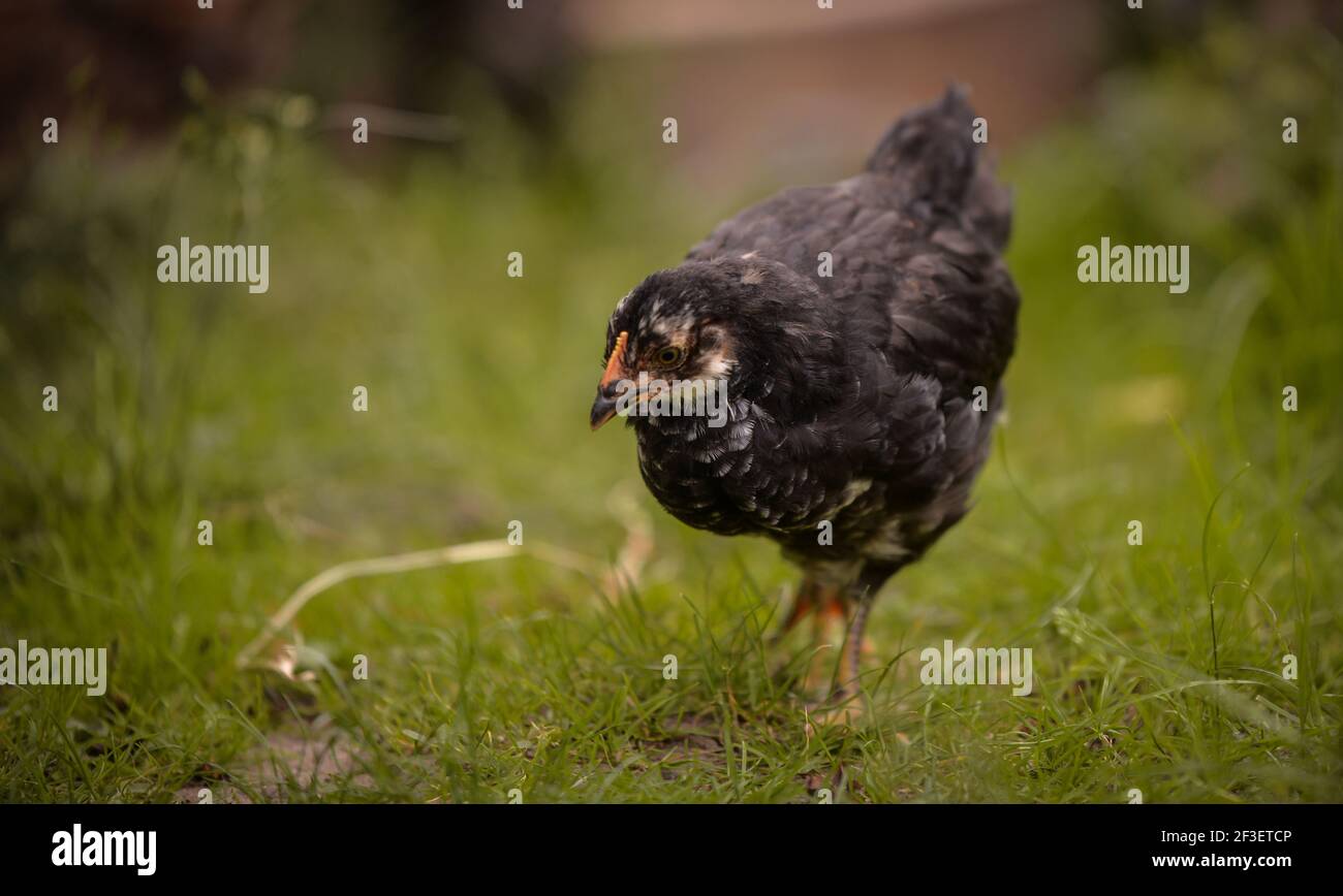 Amrock hi-res stock photography and images - Alamy