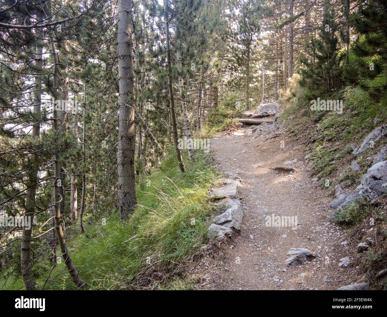 A trail through a forest at daytime Stock Photo - Alamy
