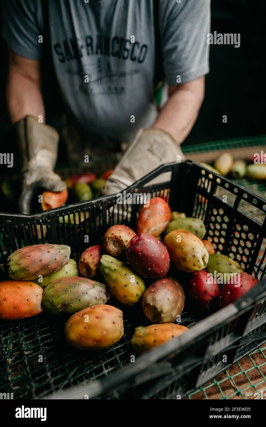 A farmer packaging a box with prickly pears to sell them in the local ...