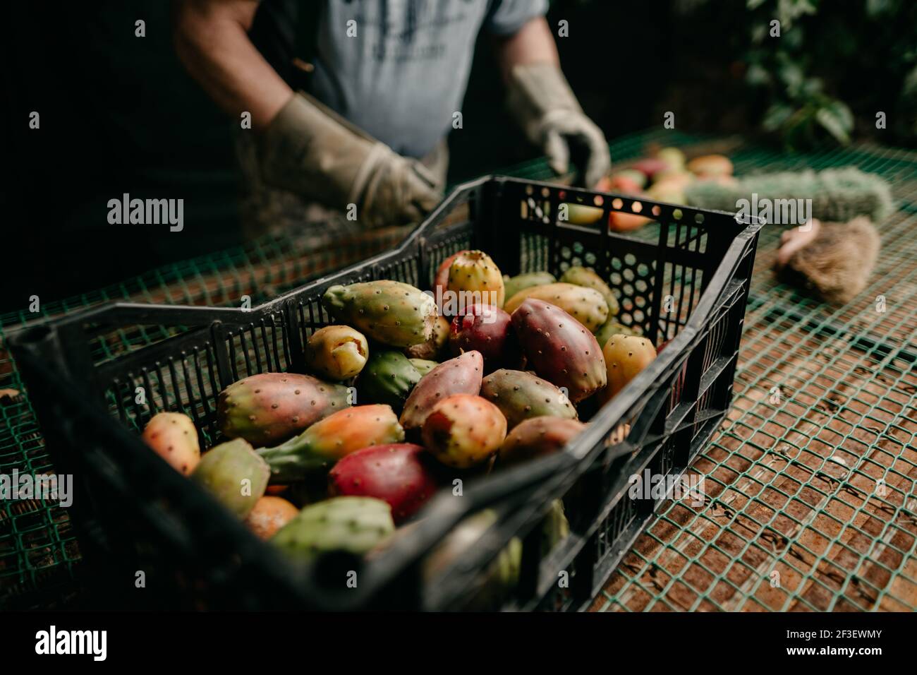 Pink fruit of the prickly pear cactus hi-res stock photography and ...