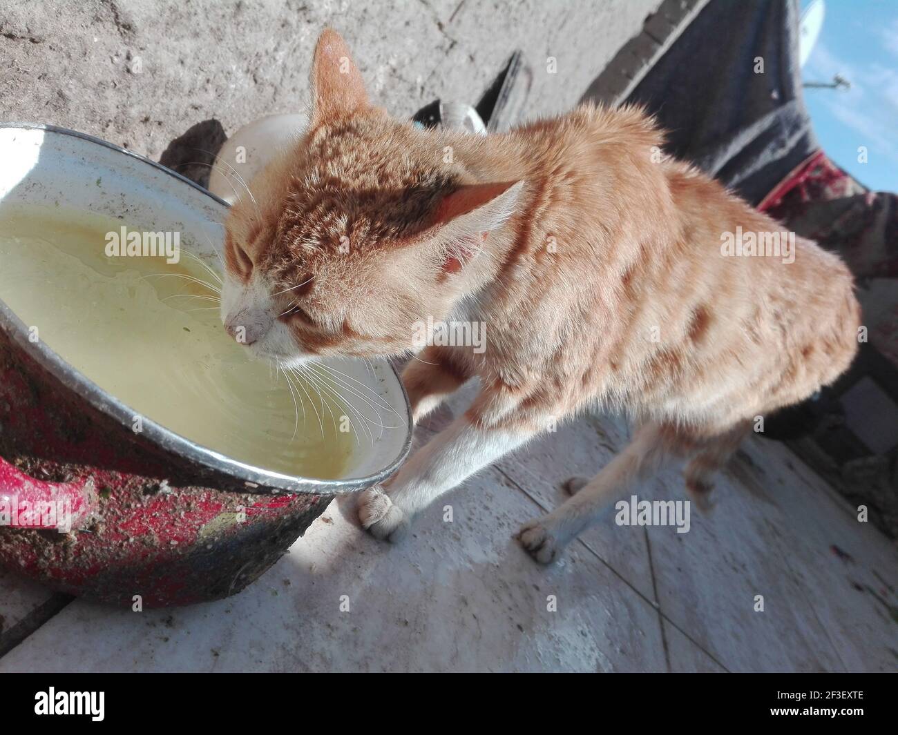 An adorable cat eating from a red and white saucepan Stock Photo - Alamy
