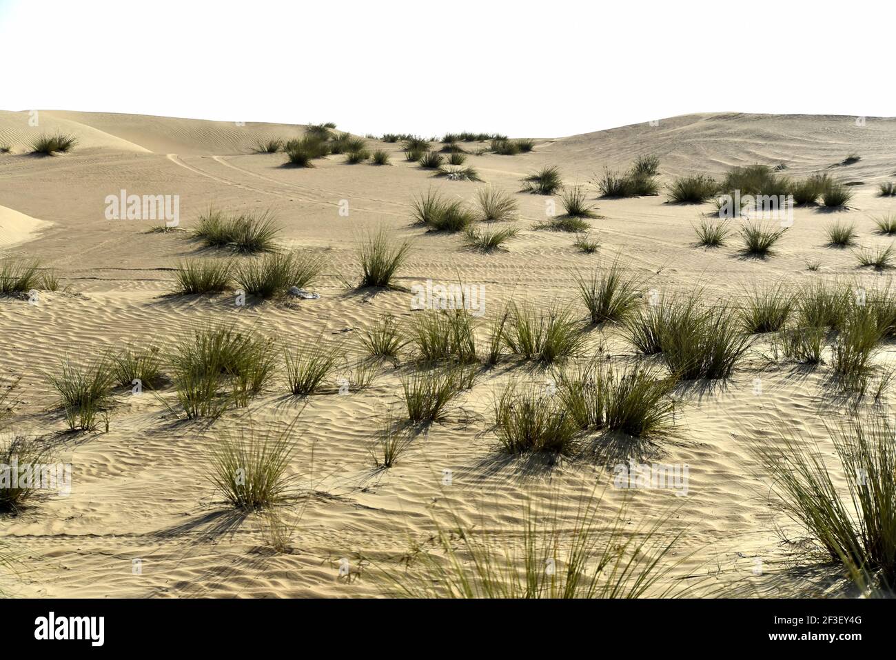 A beautiful view of sand dunes and plants in Al Qudra desert, Dubai ...