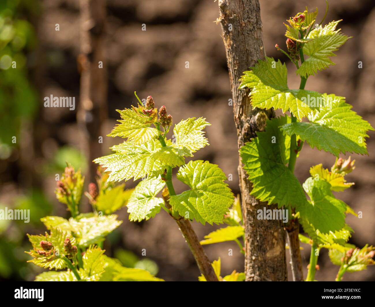 Green tender shoots and young leaves of grapes on spring vine in a ...