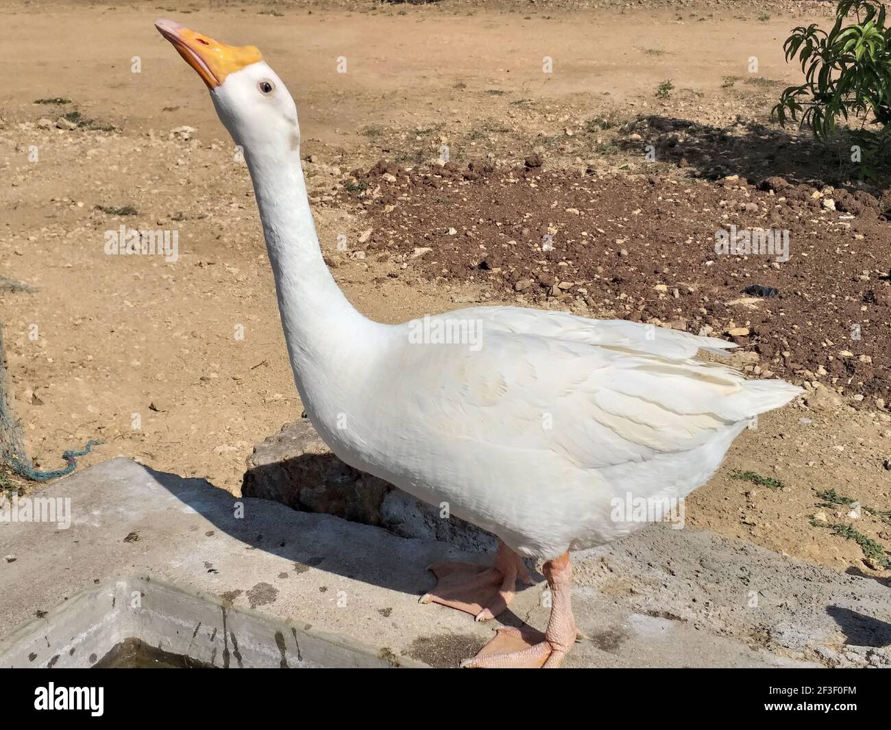 Lone white feather hi-res stock photography and images - Alamy