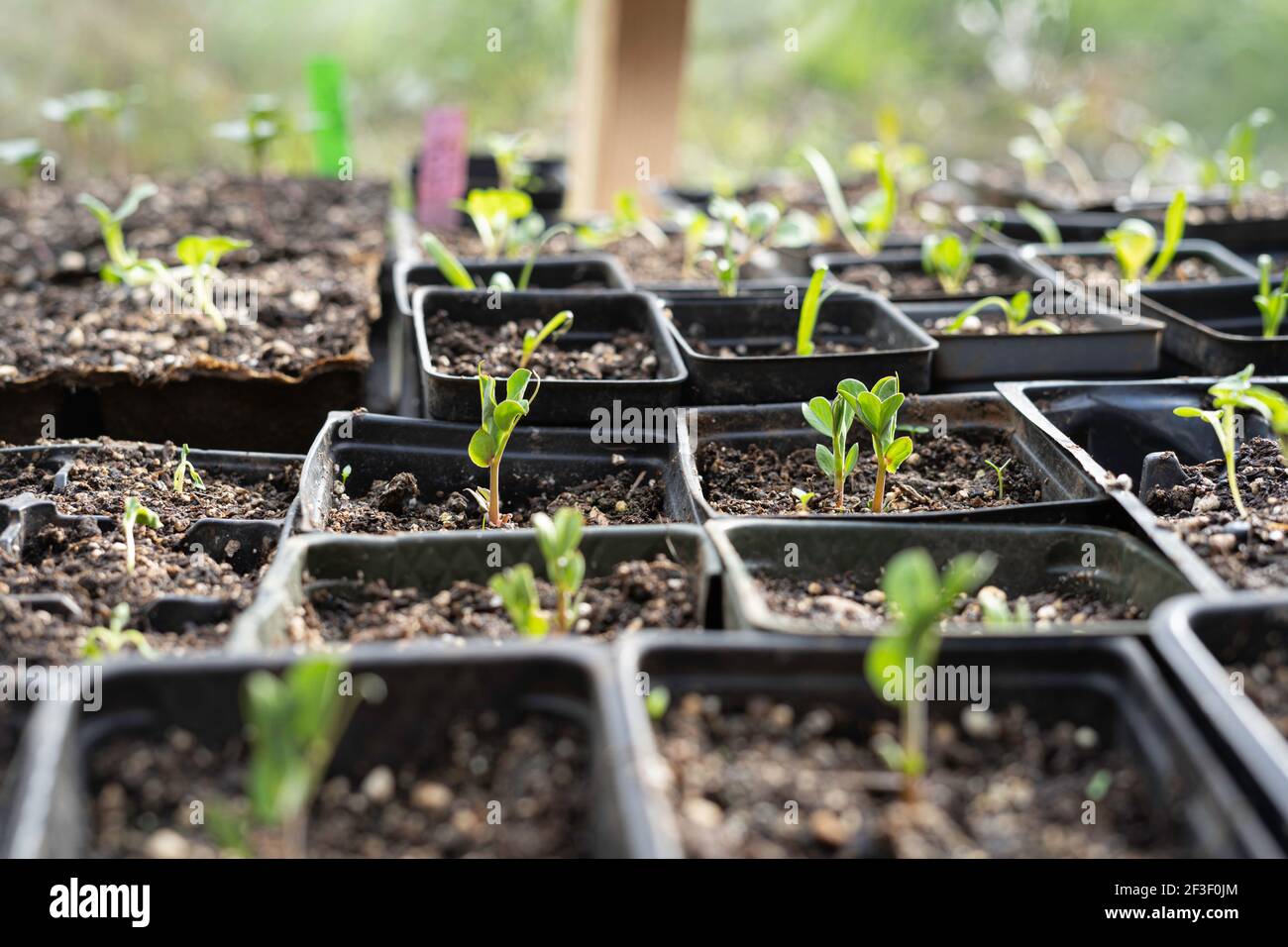 vegetable starts in a greenhouse Stock Photo - Alamy