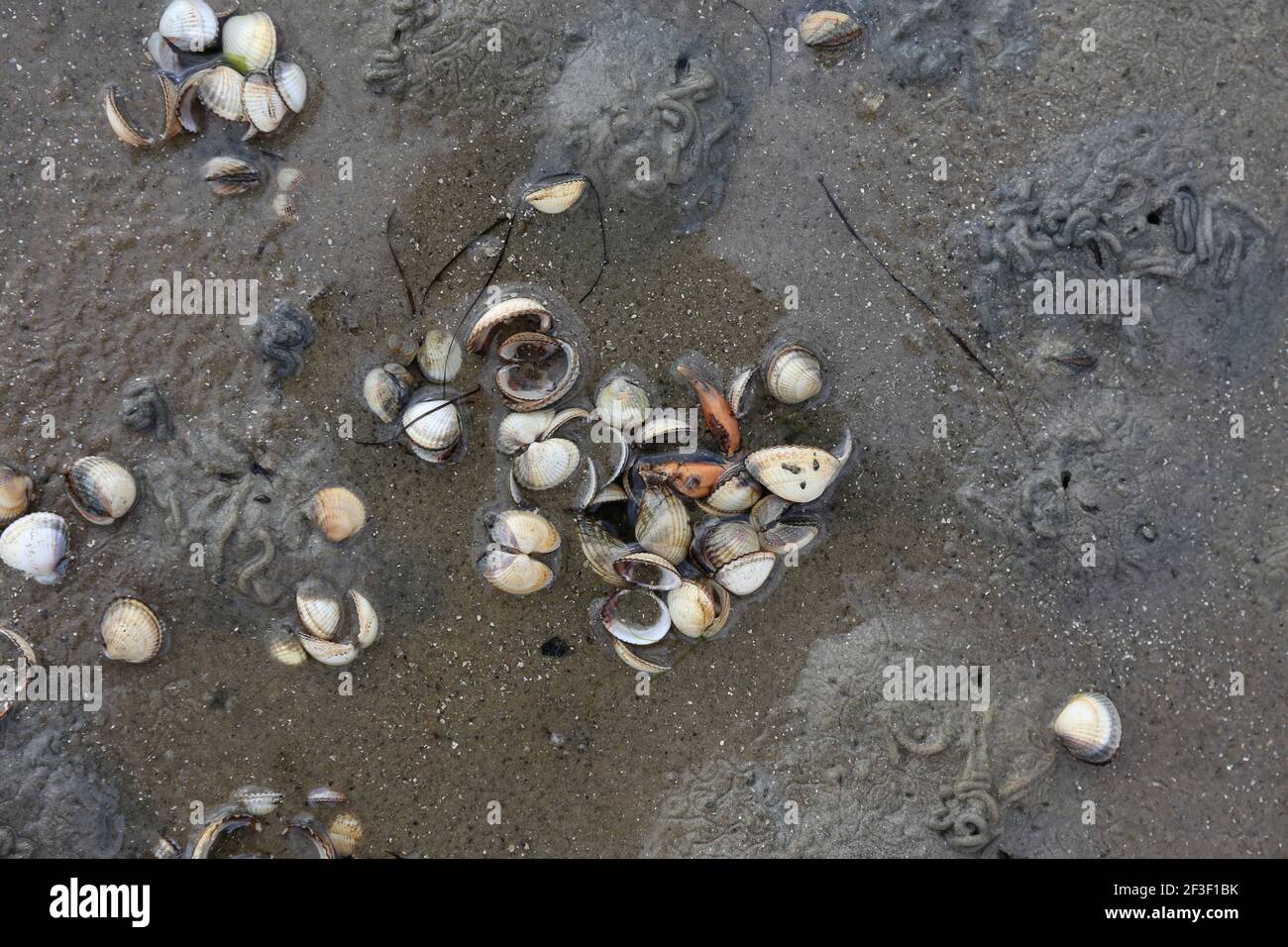 A high angle shot of shells on a sandy wet ground on the beach Stock ...